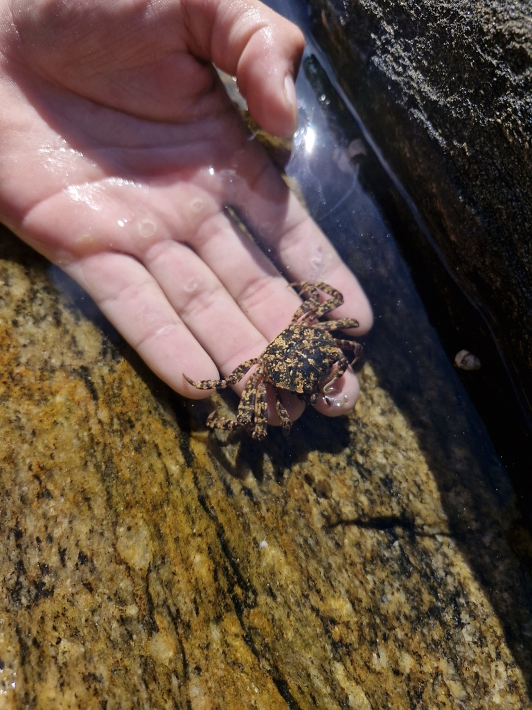 Crustaceans from Cape Le Grand, AU-WA-ES, AU-WA, AU on November 11 ...