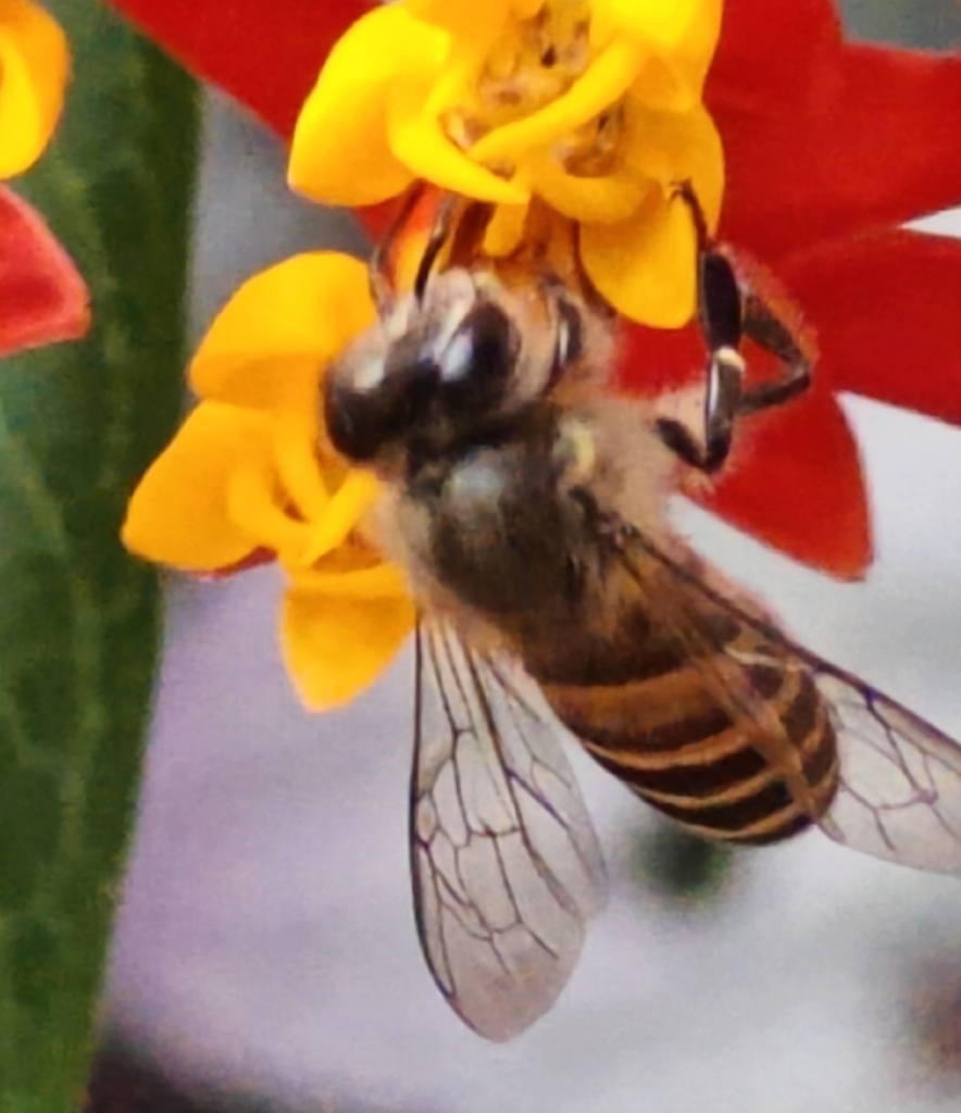 Asian Honey Bee from Bornmann Enclave, 4, BDS Nagar, Kothanur ...