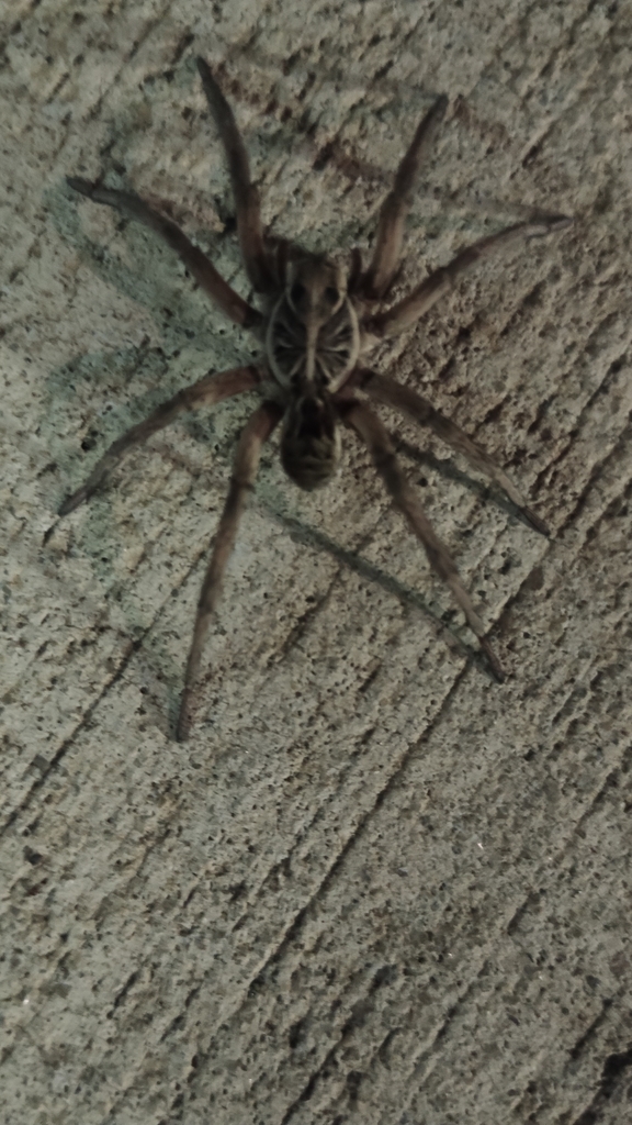 Union-Jack Wolf Spiders from Penrith Station, Stand A, Penrith NSW 2750 ...