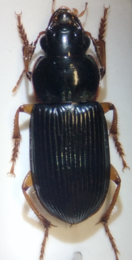 Harpalus sinicus from Sakyo Ward, Kyoto, Japonsko on August 30, 2024 at ...