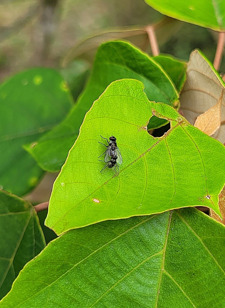 Limnophora from 香港大帽山 on November 11, 2024 at 03:24 PM by nokbeetles ...