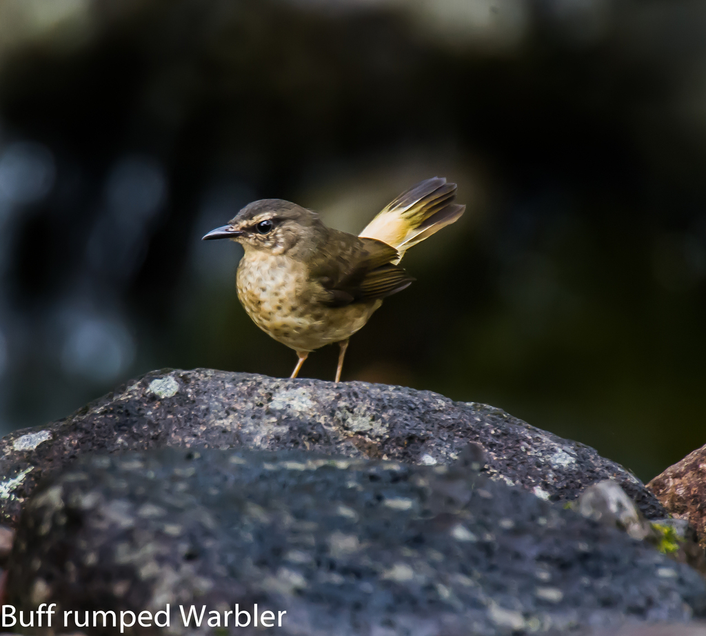 Buff-rumped Warbler from oasispanama.kml on June 14, 2019 at 07:20 AM ...