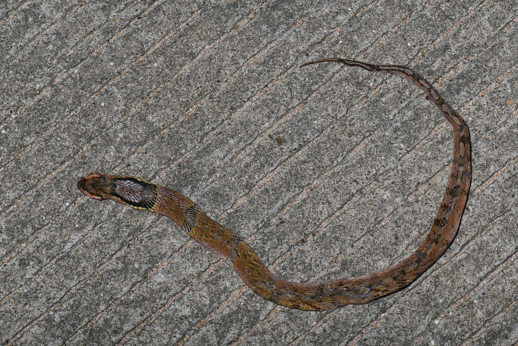 Bamboo Snake from Ningde, CN-FJ, CN on November 02, 2024 at 09:51 PM by ...