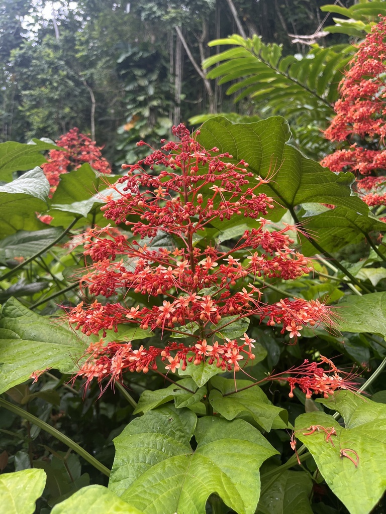 Pagoda Flower from Tahiti, French Polynesia, PF on November 8, 2024 at ...