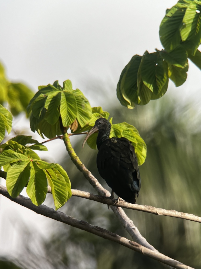 Green Ibis from Bocas del Toro, PA on November 10, 2024 at 08:26 AM by ...