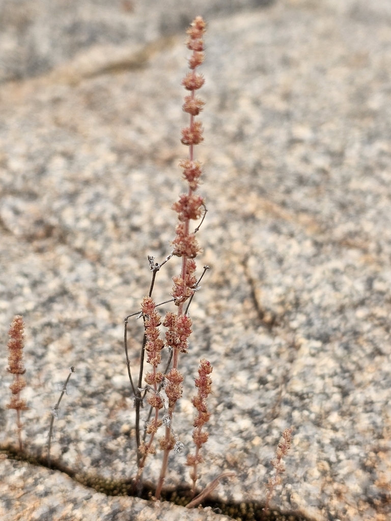 Crassula colligata in November 2024 by eliap · iNaturalist