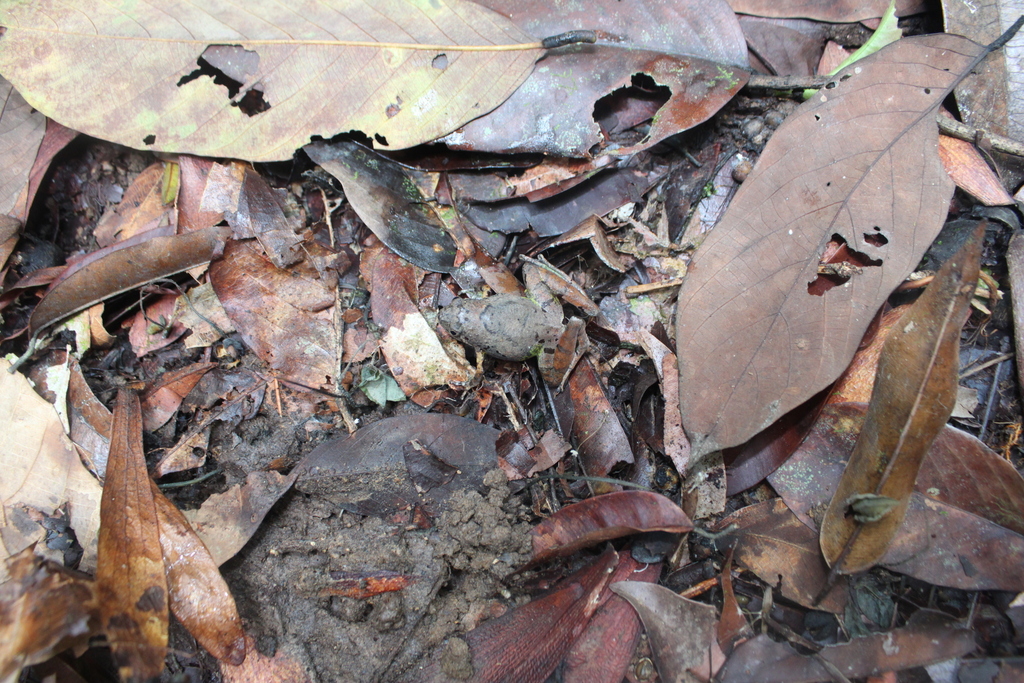 Large Pygmy Frog from Kabupaten Kutai Timur, Kalimantan Timur ...