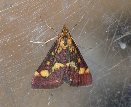 Common Crimson-and-gold Moth from Arles, France on September 16, 2022 ...