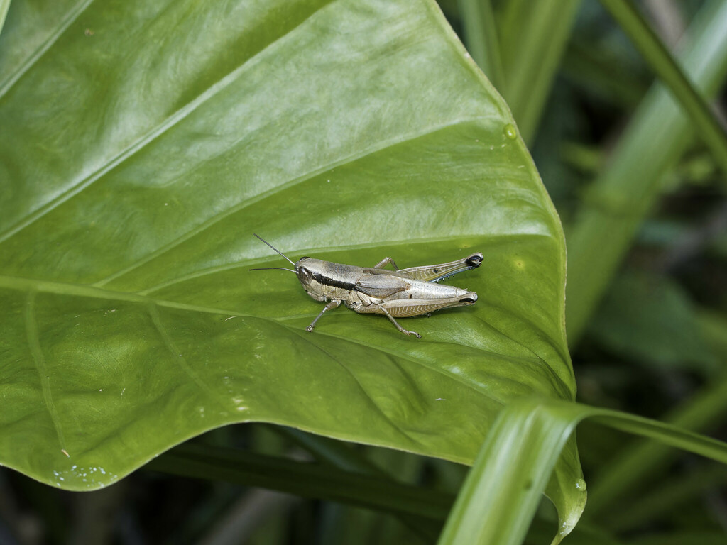 Oxya yezoensis in November 2024 by Zuiko Nakaji · iNaturalist