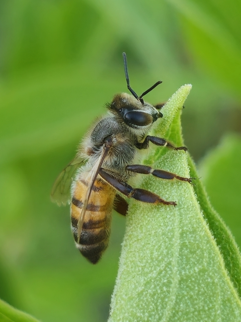 Western Honey Bee from Ruta Nac. 68 - Rio Rosario, Salta, Argentina on ...