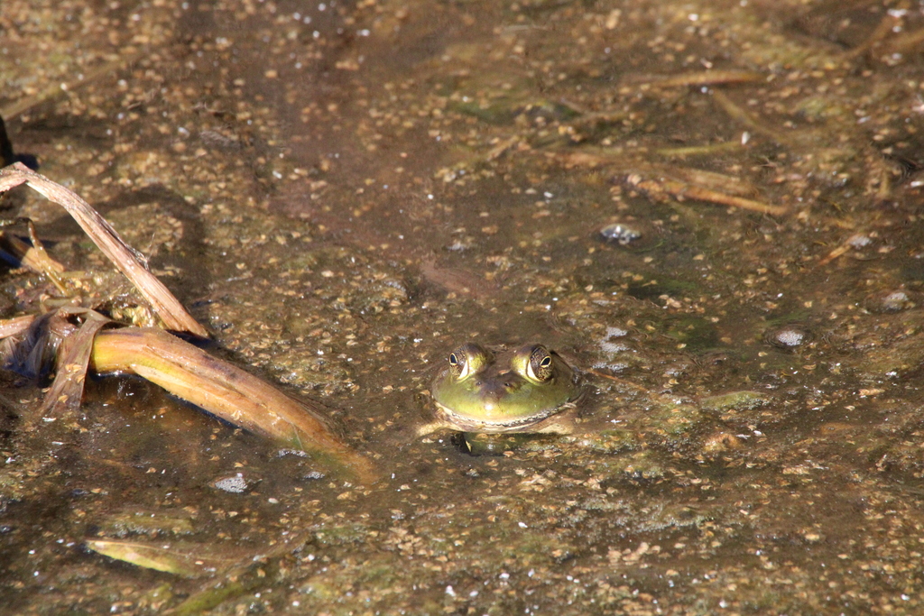 American Bullfrog from Delaware Botanic Gardens at Pepper Creek, 30220 ...