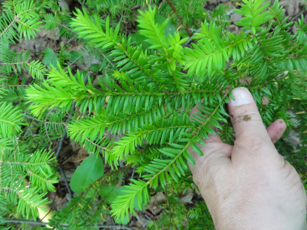 Canadian yew from Kings County, PE, Canada on July 06, 2019 at 11:01 AM ...