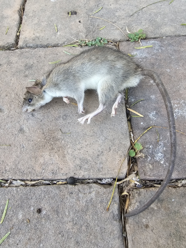 Rata gris asiática desde Palmview South, TX 78572, USA el 11 de ...