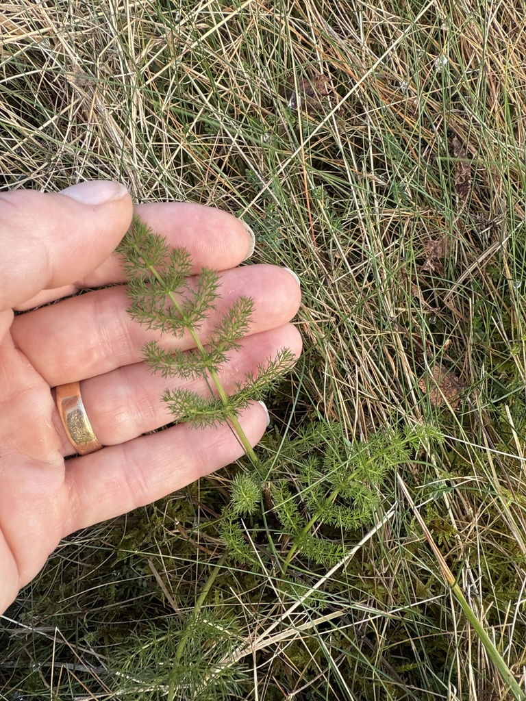 Spignel from Dee and Glenkens, Castle Douglas, Scotland, GB on November ...