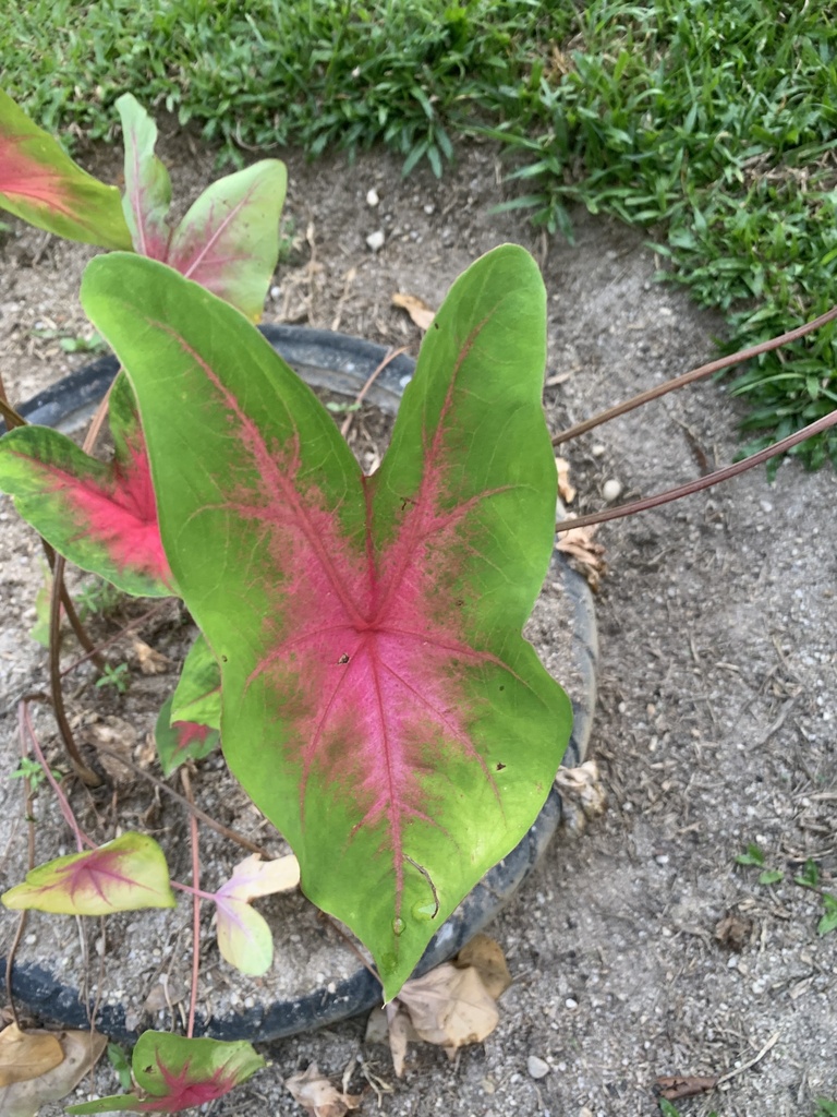 Heart of Jesus from Universiti Teknologi MARA Perak Branch, Seri ...