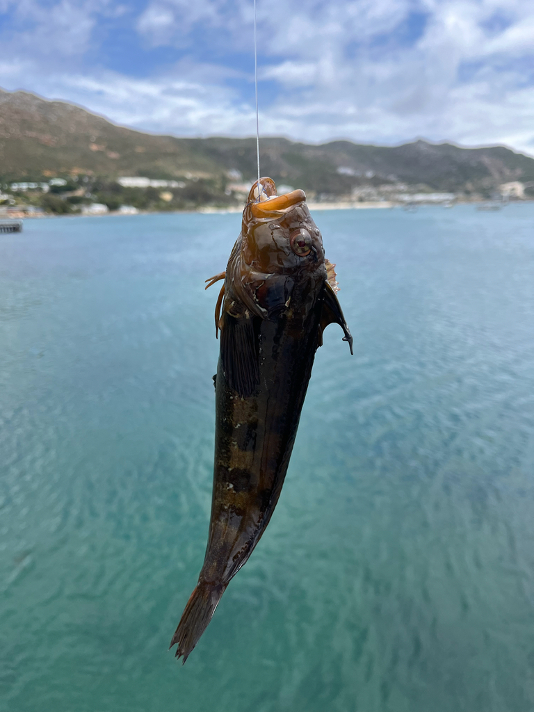 Super Klipfish from Western Cape on November 10, 2024 at 11:26 AM by ...