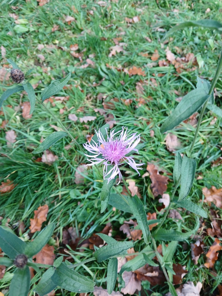 black knapweed from Torrington EX38 8PH, UK on November 11, 2024 at 03:04 PM by ajpaines ...