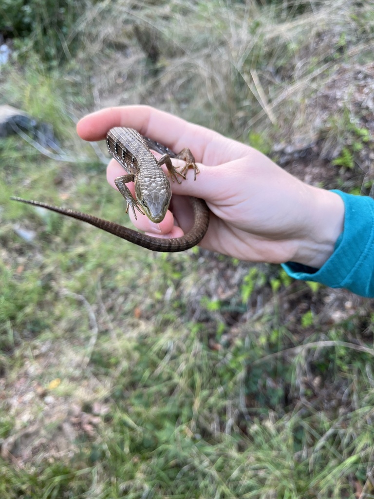 Southern Alligator Lizard from Six Rivers National Forest, Crescent ...