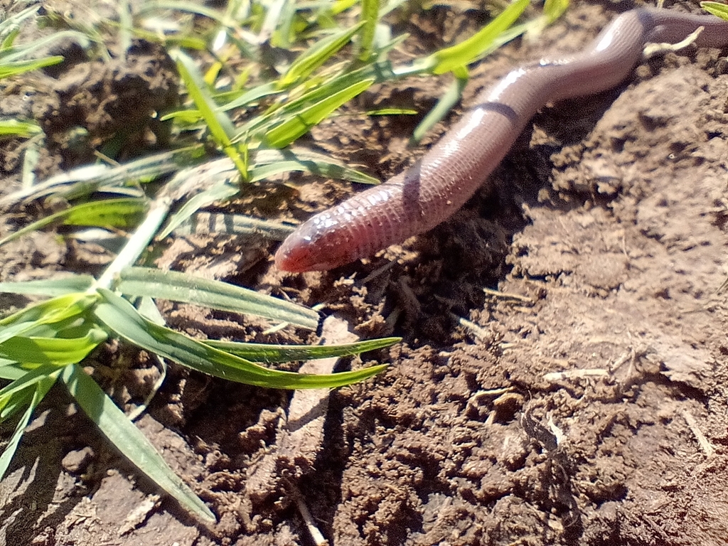 Darwin's Ringed Worm Lizard from Lobos, Provincia de Buenos Aires ...