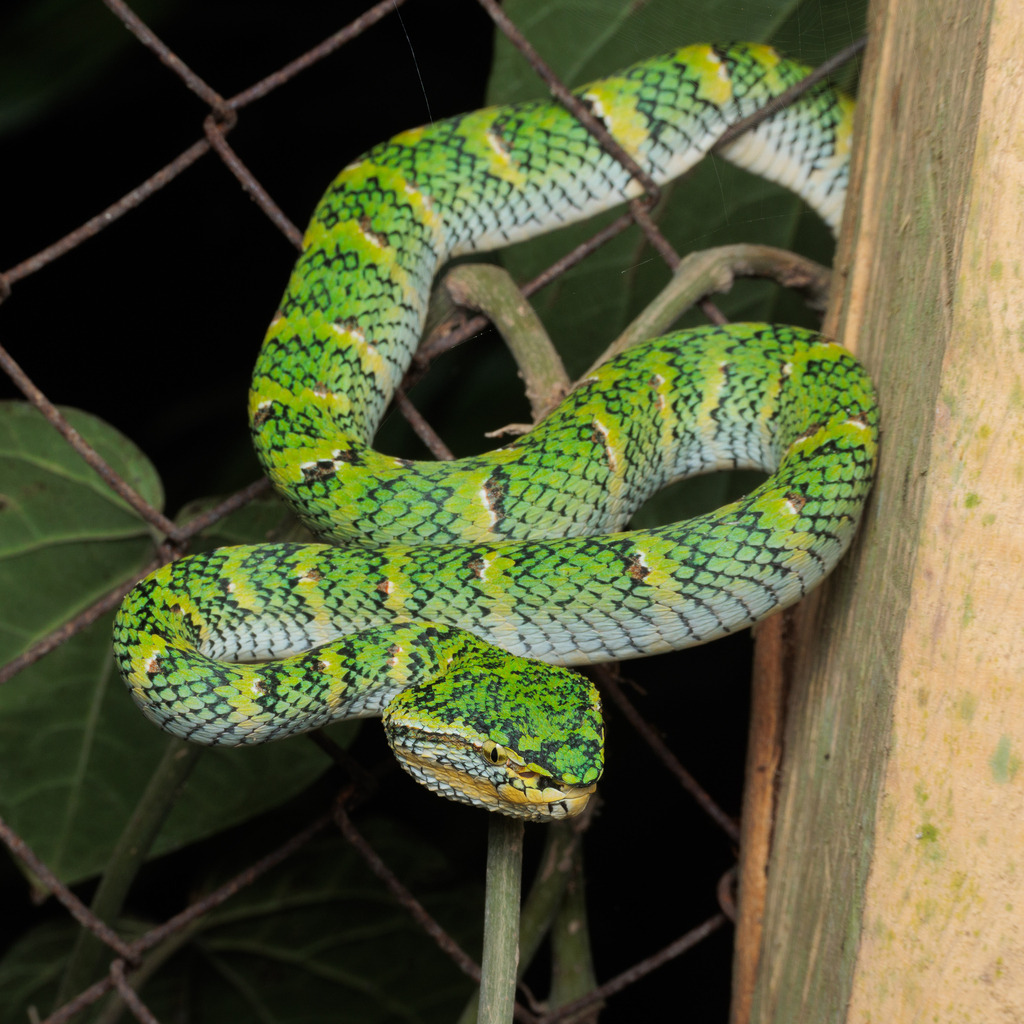 Wagler's Pit Viper from Kabupaten de Langkat, Sumatra du Nord ...