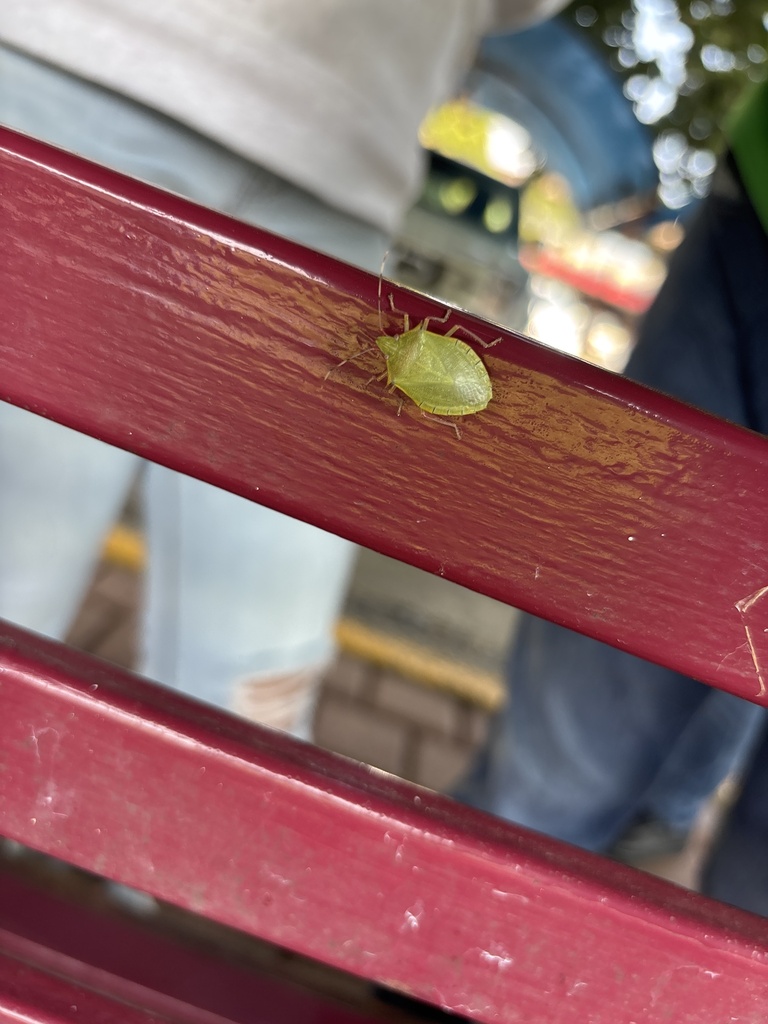 Chlorocoris distinctus from Calle Paulino Navarro, Autlán de Navarro ...