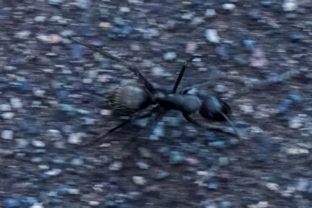 Japanese Carpenter Ant from 多摩東公園 on November 11, 2024 at 03:36 PM by ...