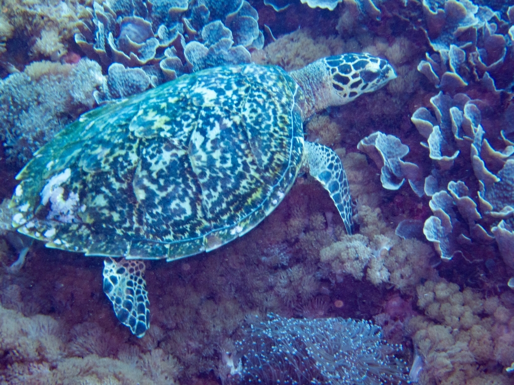 Hawksbill Sea Turtle in February 2023 by welshgreen. Approx location ...