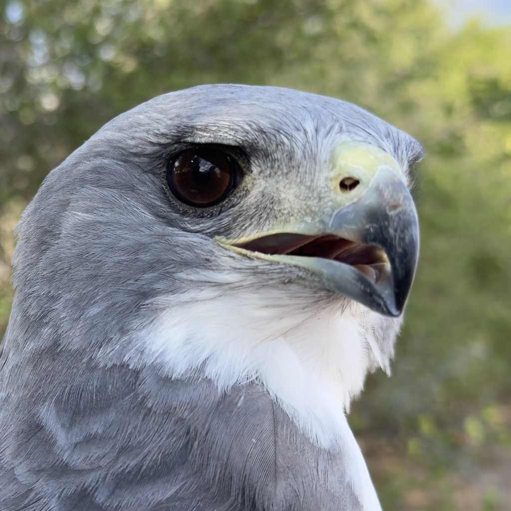 White-tailed Hawk from Orange Grove Naval Air Landing Field, Alice, TX ...