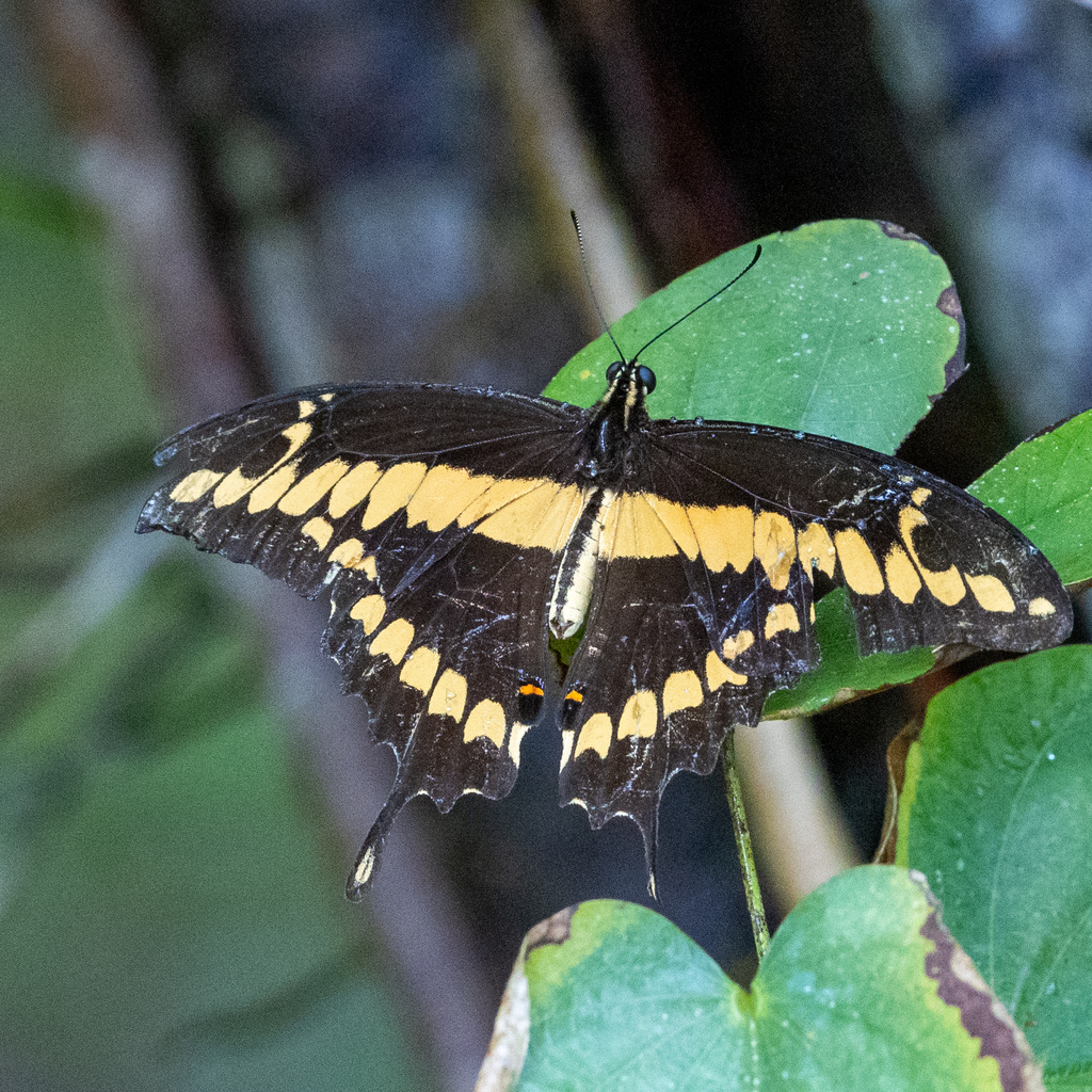 Western Giant Swallowtail from Limón Province, Pococí, Costa Rica on ...