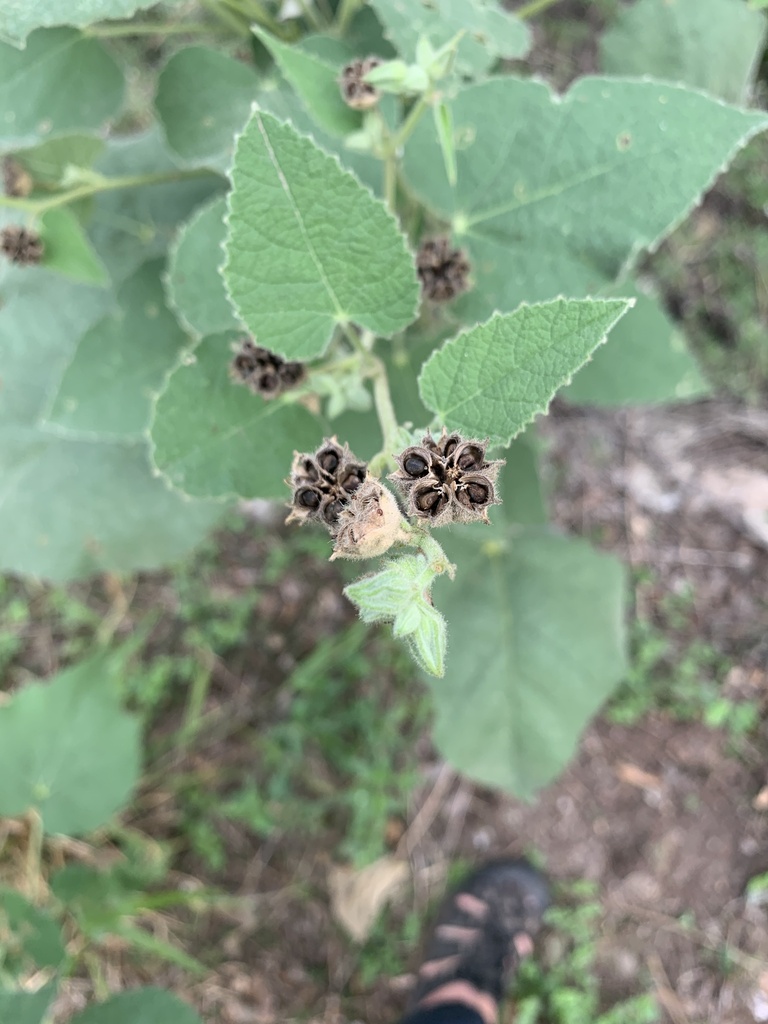 velvet-leaf mallow from Redriver Trail, San Antonio, TX, US on November ...