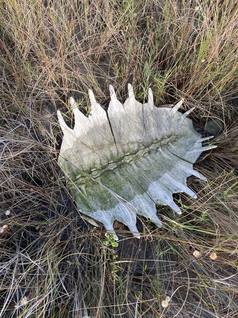 Typical Sea Turtles from Carrot Island, Beaufort, NC, US on November 03 ...