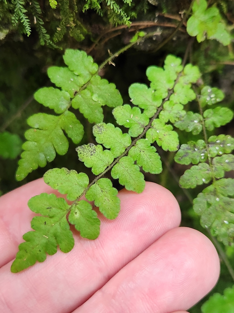 Creeping star-hair fern from Quail Heights, FL 33170, USA on November 5 ...