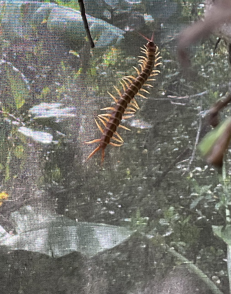 Amazonian Giant Centipede from The Butterfly Farm, Noord, Aruba, AW on ...