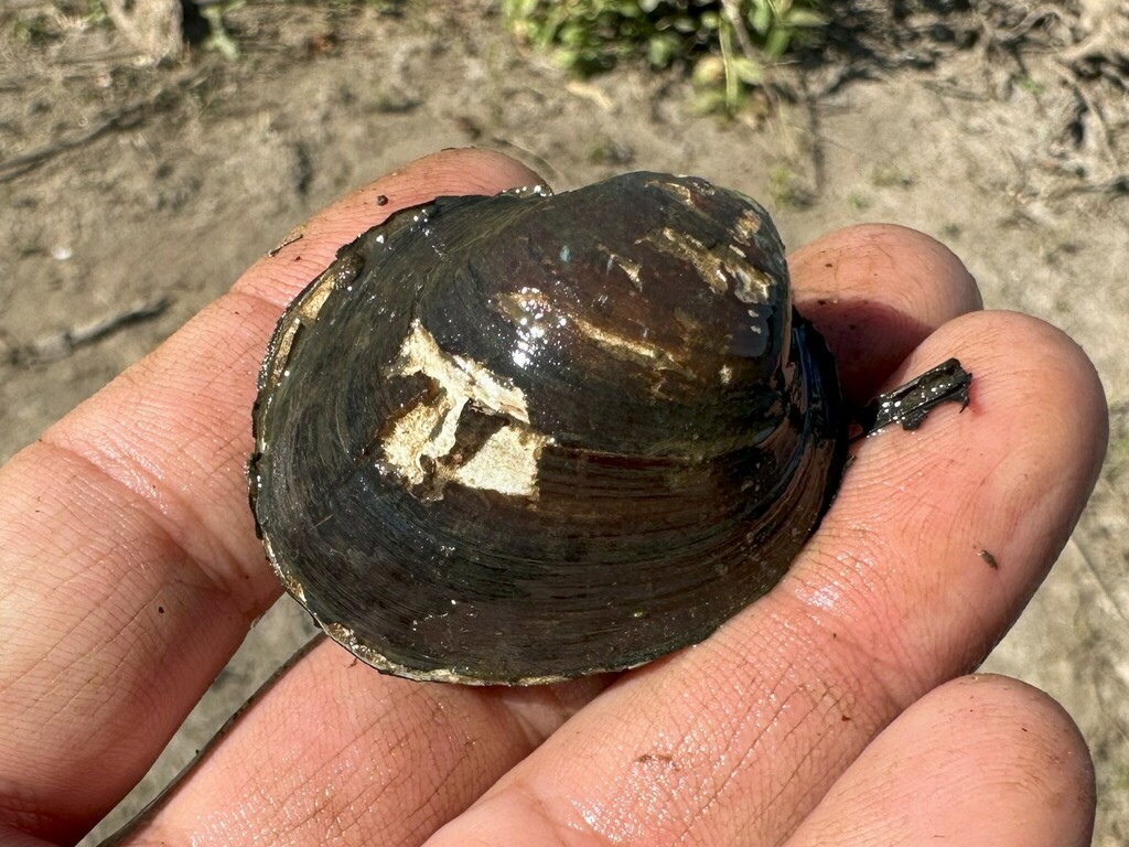 Three-ridge Mussel from Bagley, WI, US on October 18, 2024 at 12:53 PM ...