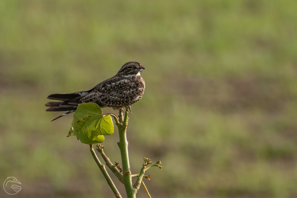 Lesser Nighthawk from Tonalá, Chis., México on June 11, 2022 at 06:46 ...