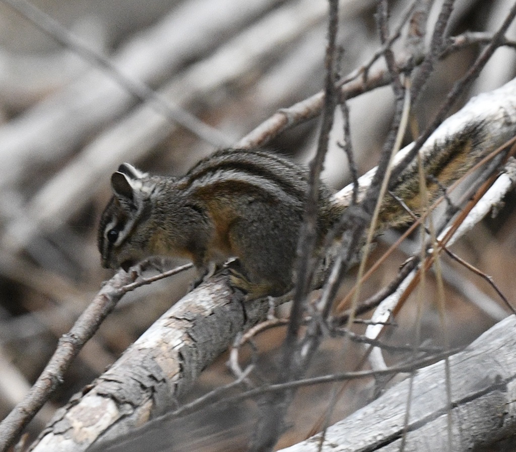 Western Chipmunks from Sisters, OR 97759, USA on November 11, 2024 at ...