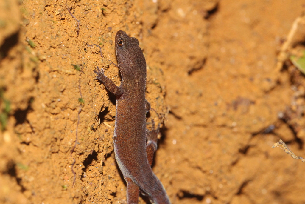 Brazilian pygmy gecko from Régina 97390, Guyane française on November ...
