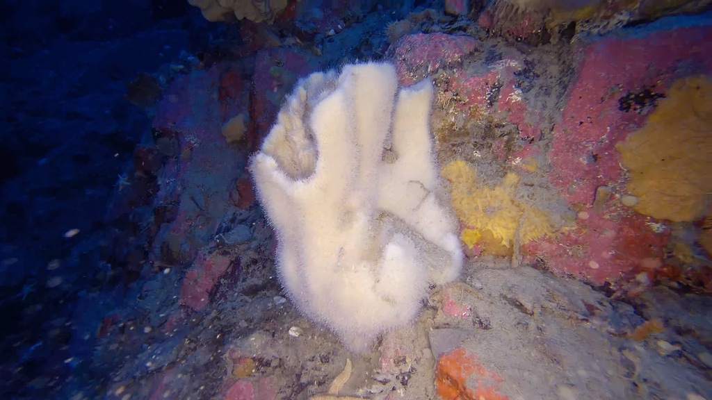 volcano sponge from Antarctica on November 10, 2024 at 03:07 PM by ...