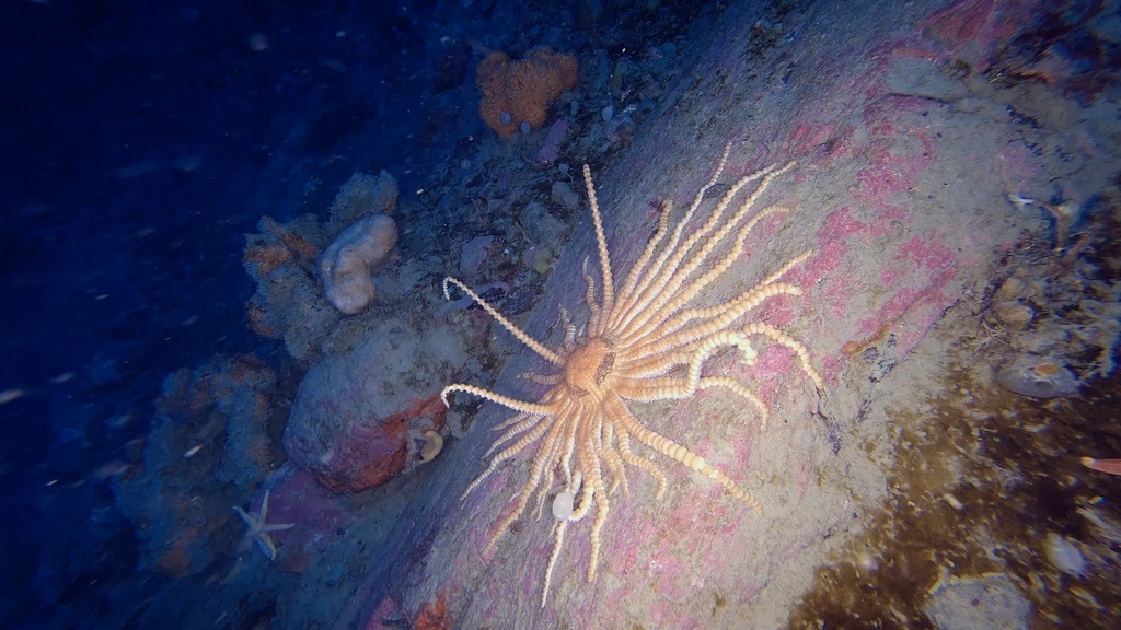 Antarctic Sun starfish from Antarctica on November 10, 2024 at 03:07 PM ...