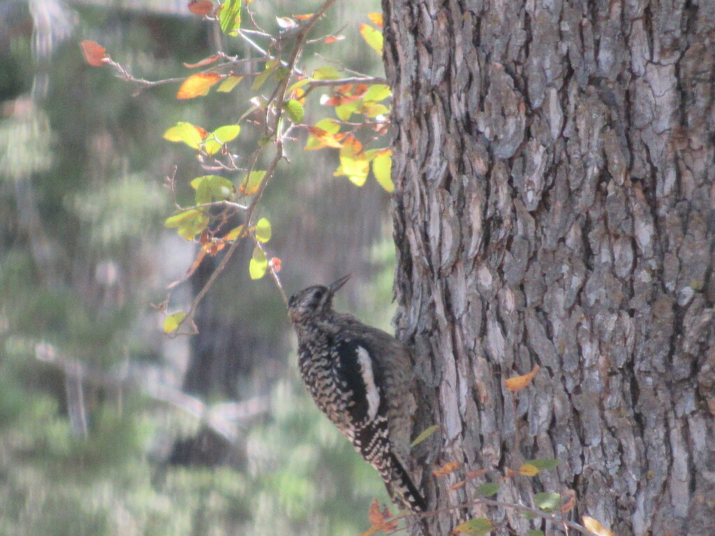 Yellow-bellied Sapsucker from Gillespie County, TX, USA on October 15 ...