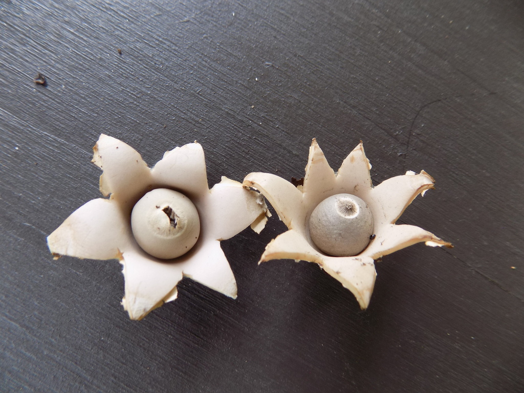 rounded earthstar from NATL on July 14, 2019 at 01:41 PM by Michael W ...