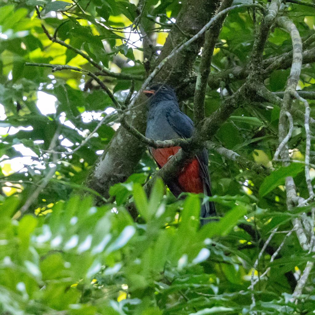 Slaty-tailed Trogon from Limón Province, Pococí, Costa Rica on ...