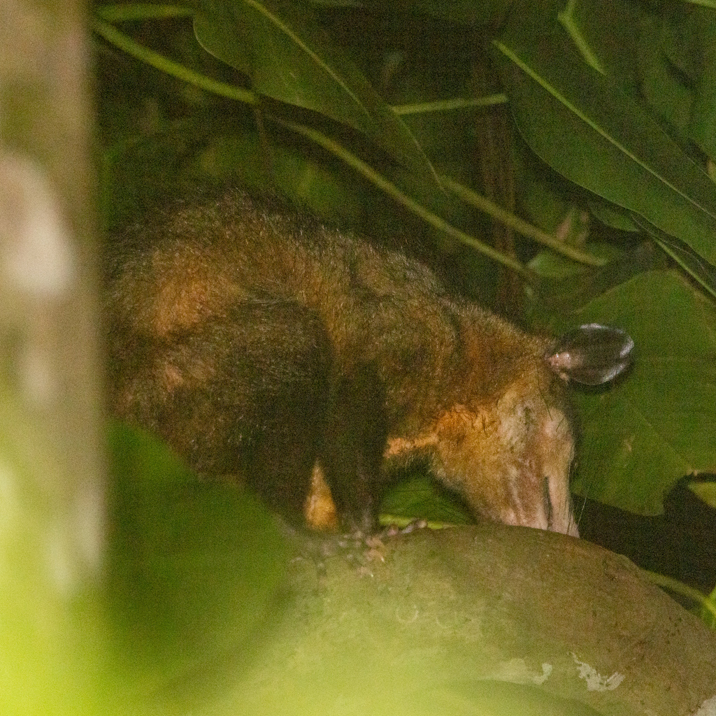 Southern Opossum from Limón Province, Pococí, Costa Rica on September 3 ...