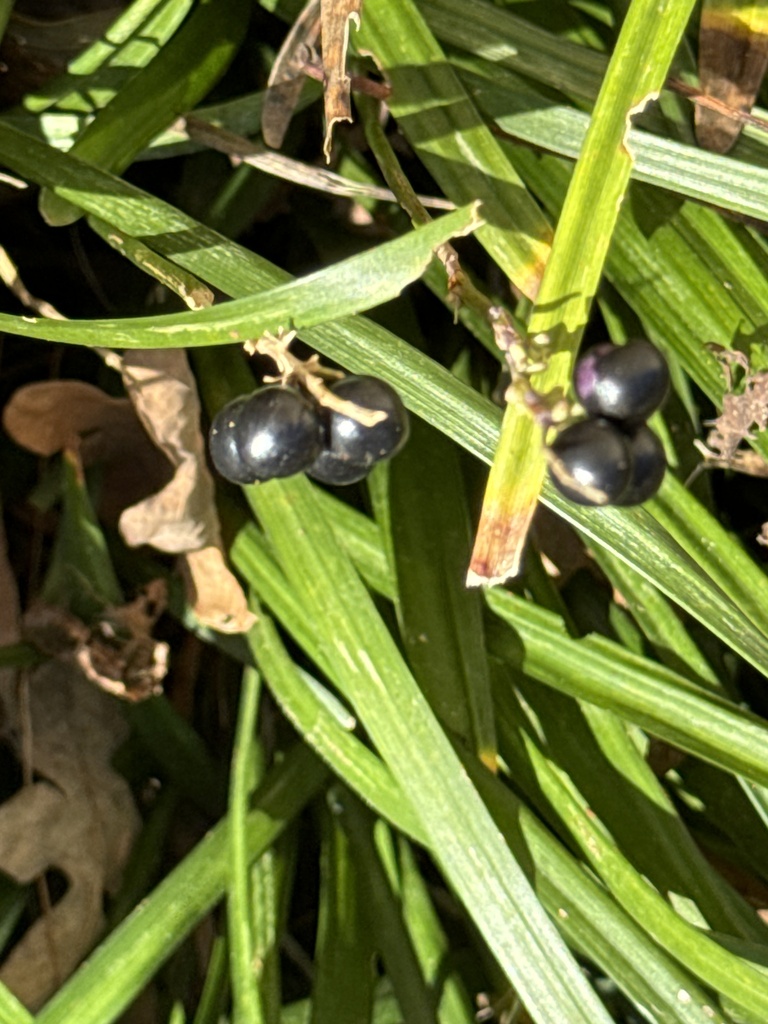Dwarf Lily-turf from Warren Wilson College, Swannanoa, NC, US on ...