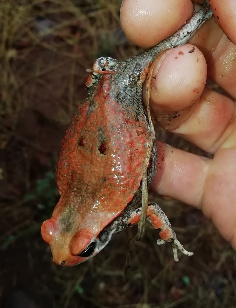 African Red Toad from Capricorn District Municipality, South Africa on ...