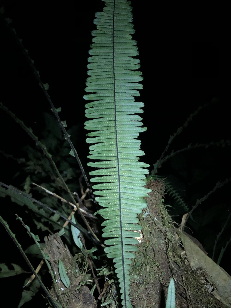 Pecluma from Manú Province, Peru on March 6, 2020 at 11:00 PM by Jared ...