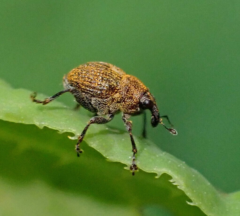 Mile-a-minute weevil from Staten Island, NY, USA on August 29, 2024 at ...