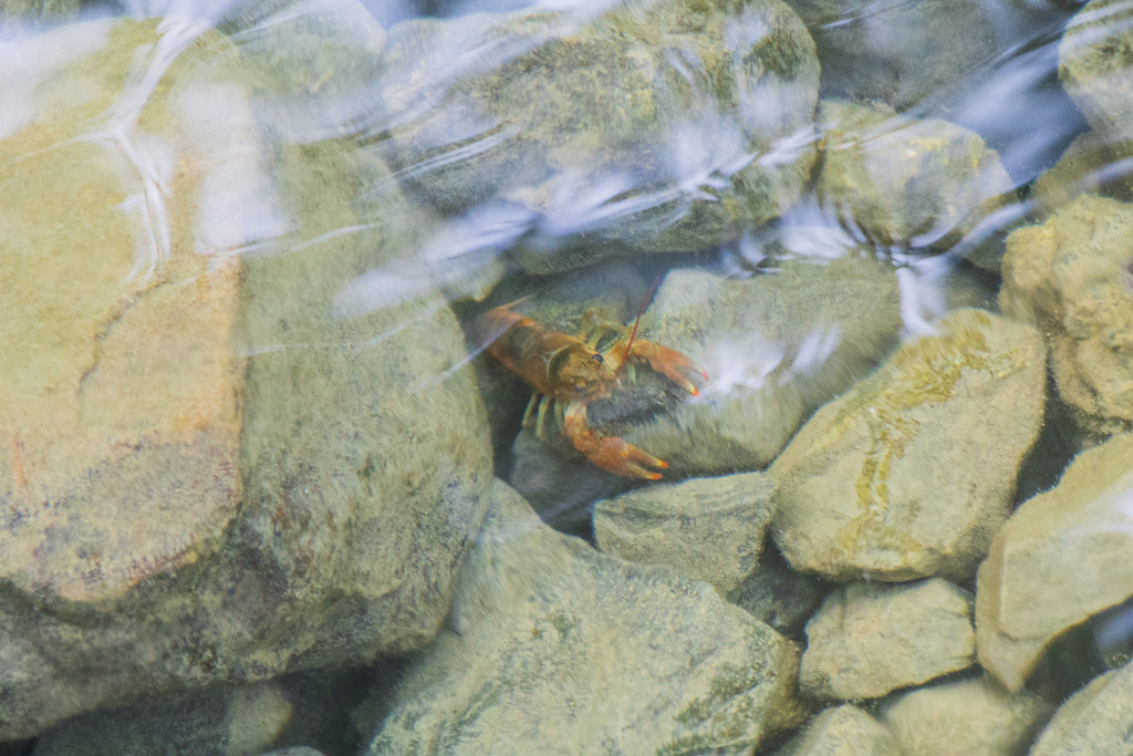 Rusty Crayfish from Cardinal, ON, Canada on July 27, 2024 at 02:04 PM ...
