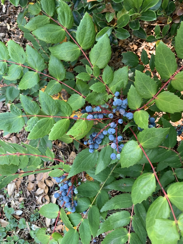 Cascade Oregon-grape (Ft Bragg Fall Equinox Camp) · iNaturalist