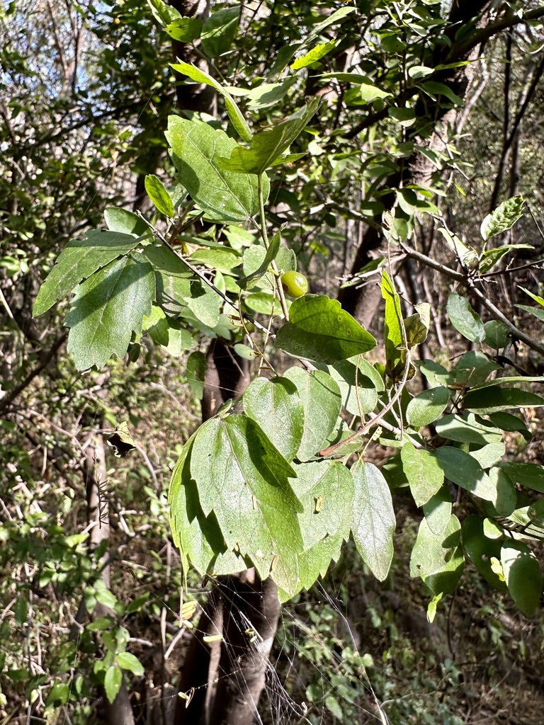spiny hackberry from Comonfort, Gto., MX on November 10, 2024 at 08:52 ...